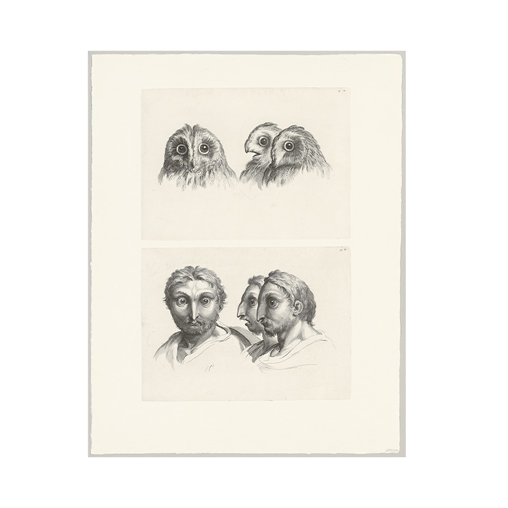 Estampe Têtes de chat-huant ou de chouette · Librairie-Boutique du Louvre